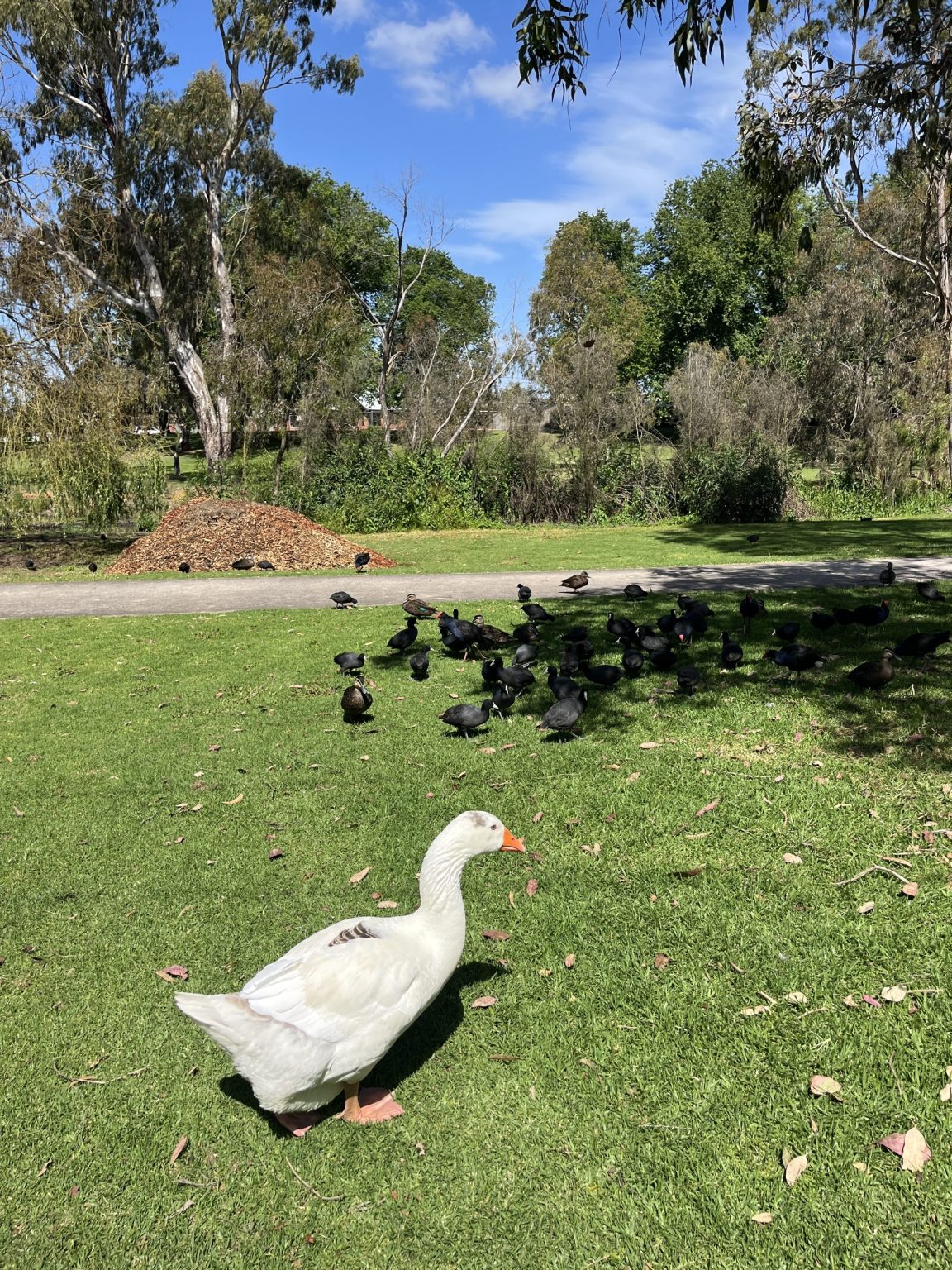 Lake Colac Holiday Park | Kui Parks - Kui Parks